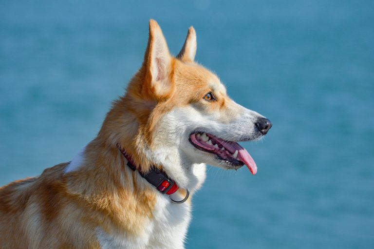 Do Corgis Have Tails? (Why Pembrokes Get Their Tails Docked) | Instacorgi