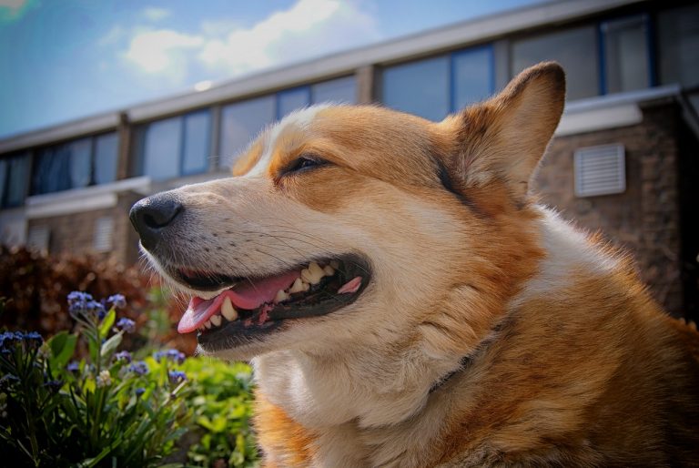 Do Corgis Have Tails? (Why Pembrokes Get Their Tails Docked) | Instacorgi
