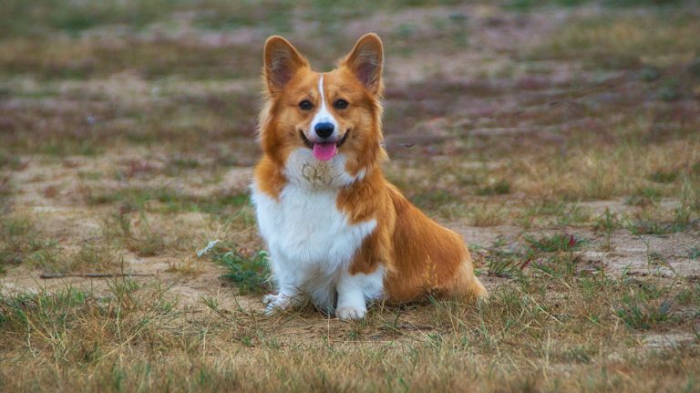 Do Corgis Have Tails? (Why Pembrokes Get Their Tails Docked) | Instacorgi
