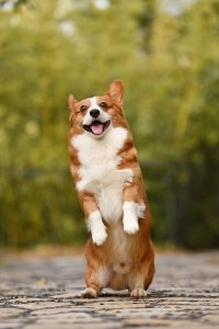 Do Corgis Shed A Lot? YES. (And 8 Tricks To Control It!) | Instacorgi